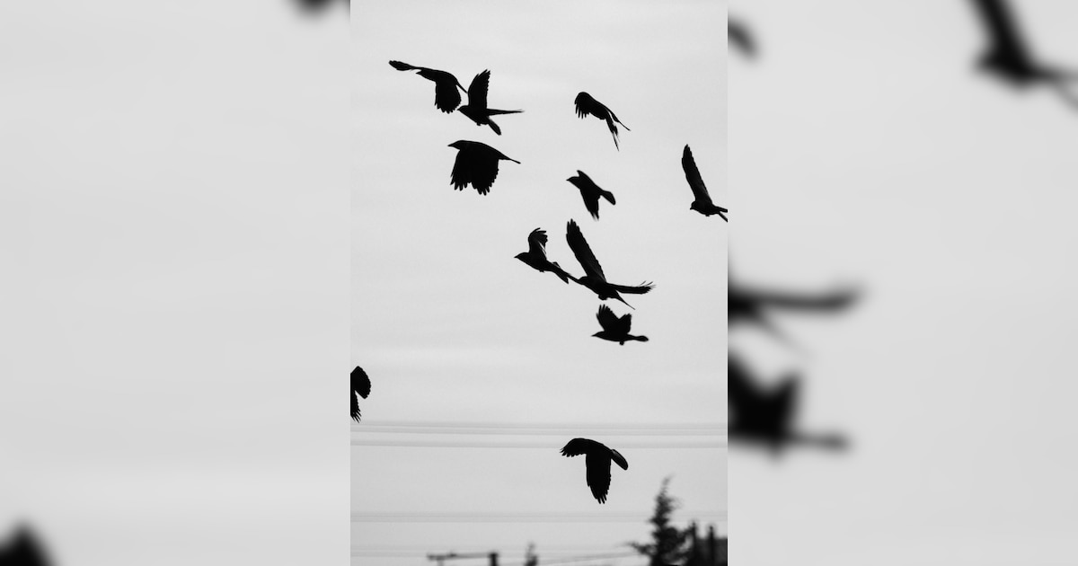 What Is A Group Of Crows Called