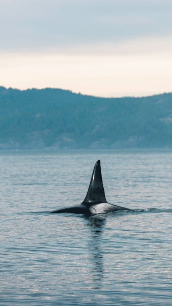 narwhal killer whale