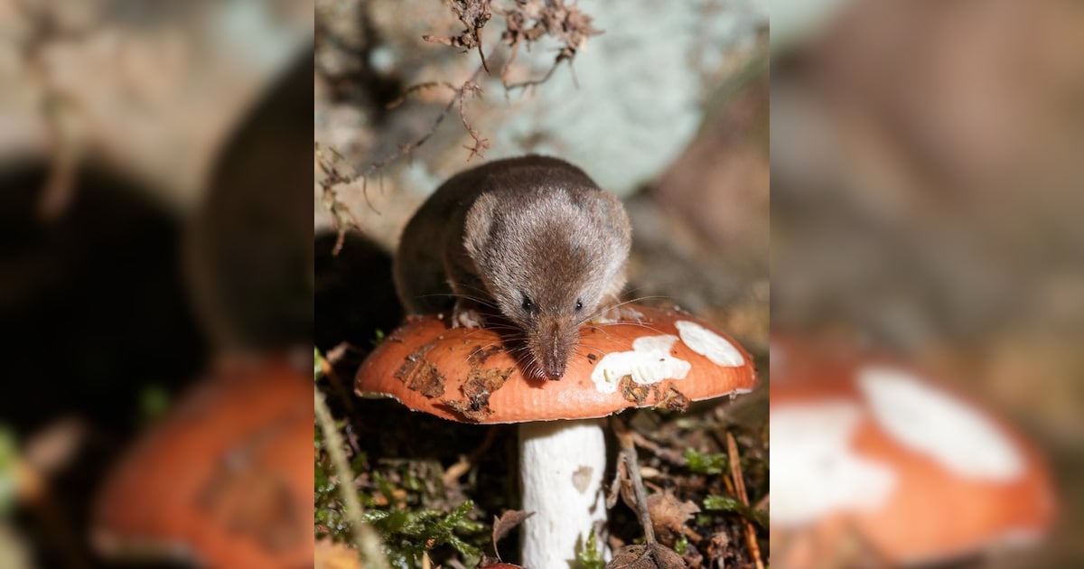 This Mammal Shrinks, Regrows Its Brain