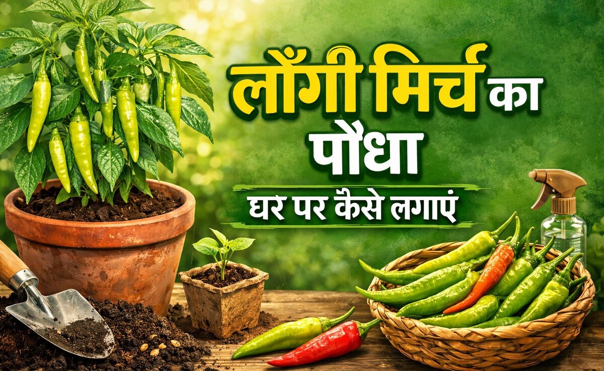 घर में ऐसे लगाएं लौंग मिर्च का पौधा, बाजार जाने की नहीं पड़ेगी जरूरत ...
