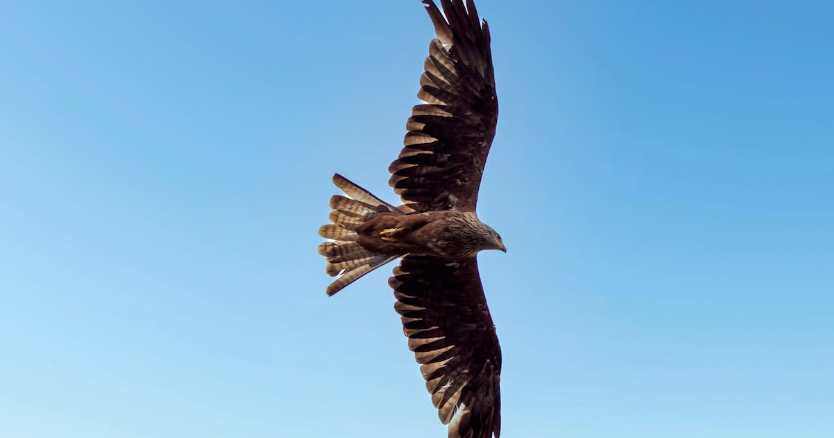 These Birds Use Fire To Catch Prey