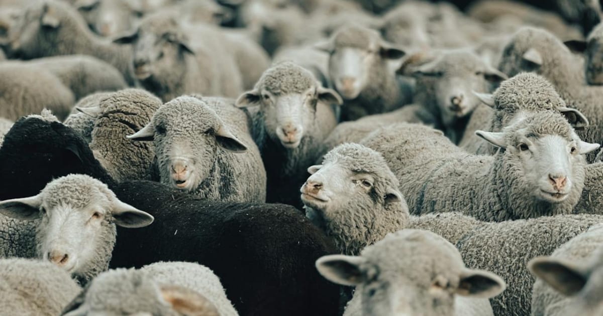 Can Sheep And Goats Cross Breed