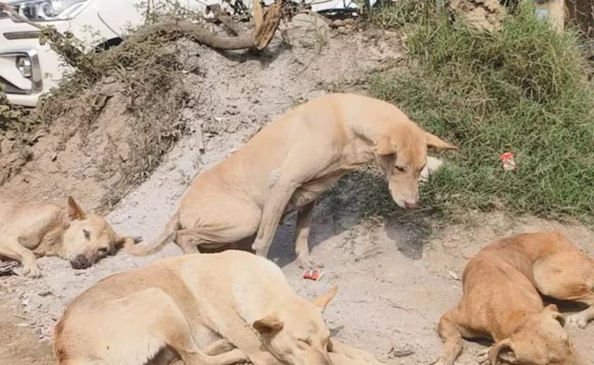 100 Dogs Killed In Telangana, Police Register Case As Killings Continue