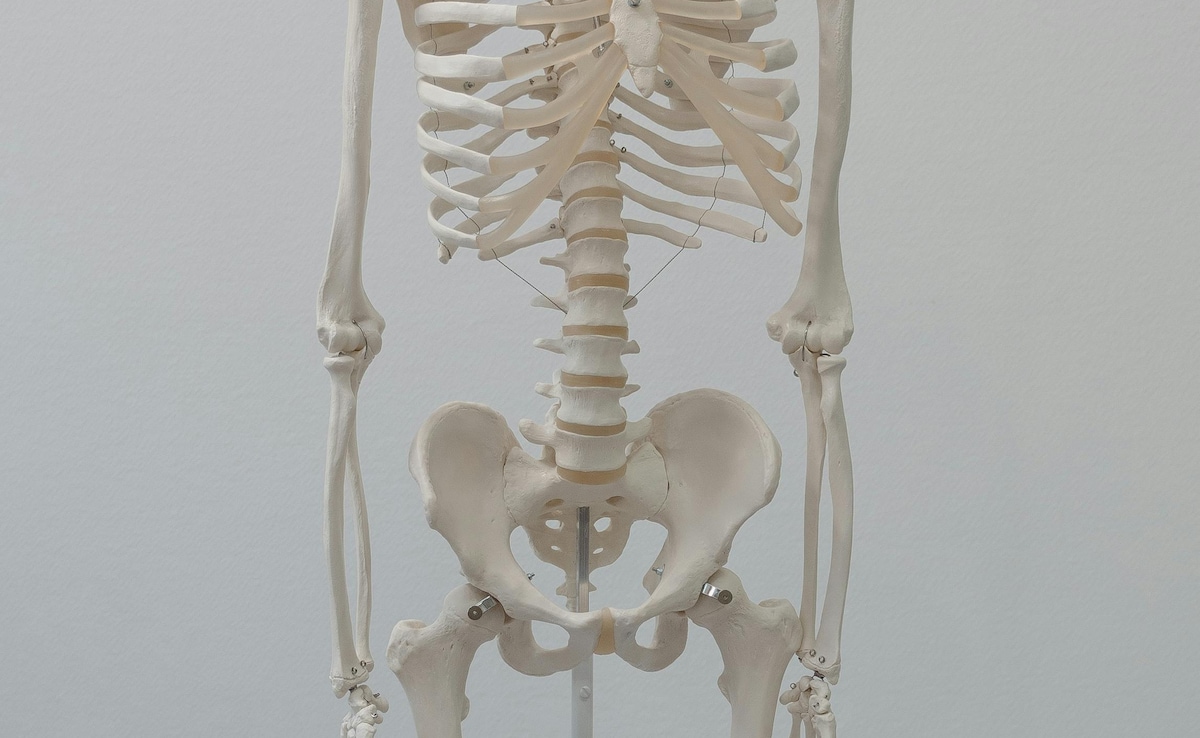 skeleton coast lion attack