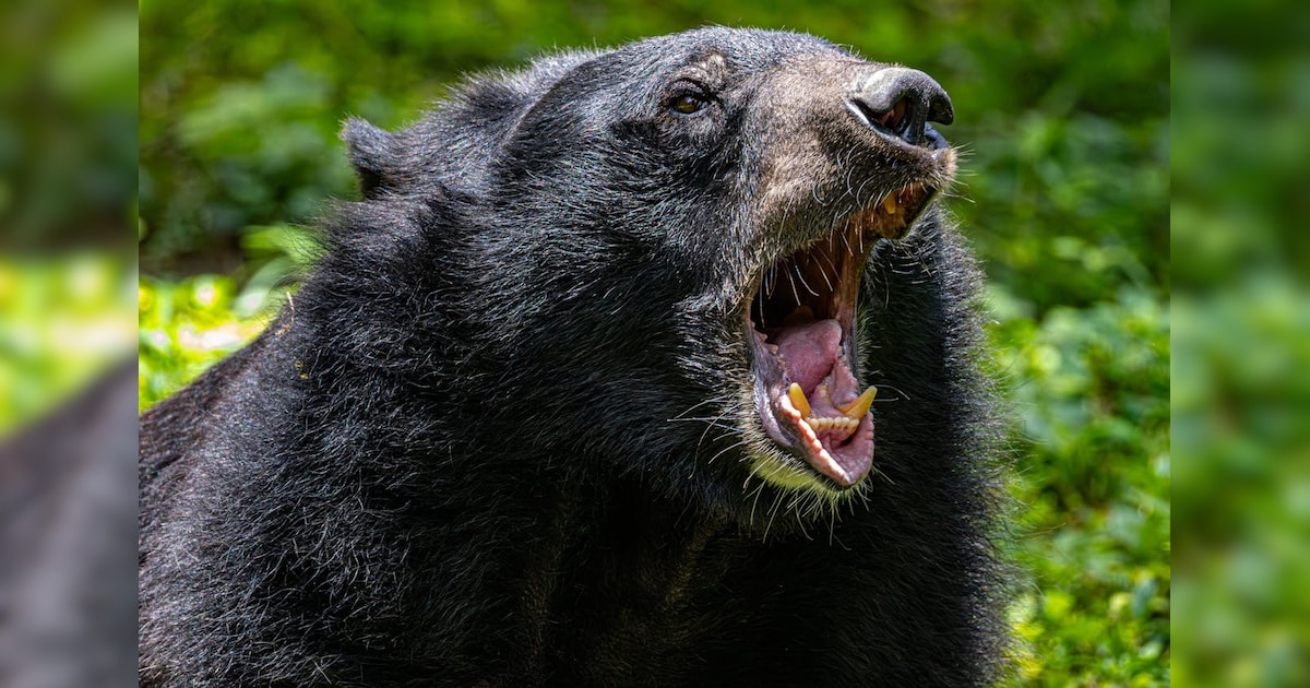 This Animal Will Rip Off Your Face If Provoked