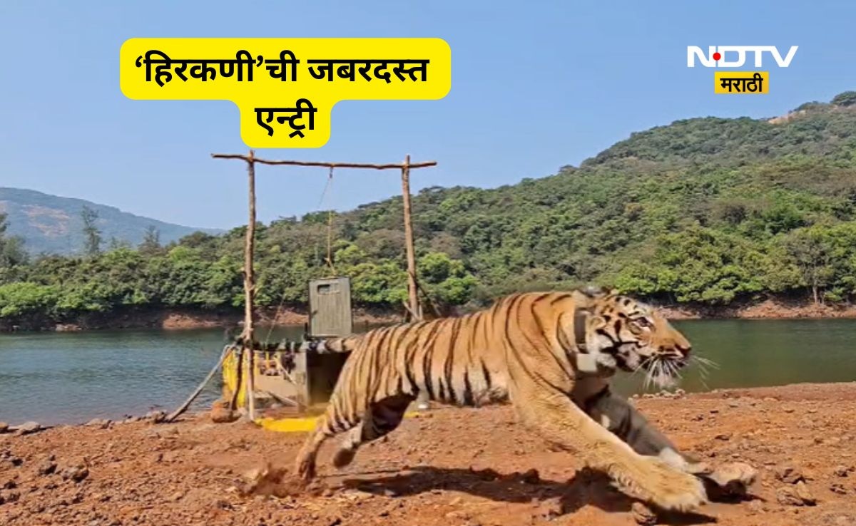 Satara News Another tiger released in Sahyadri forest, video goes viral ...