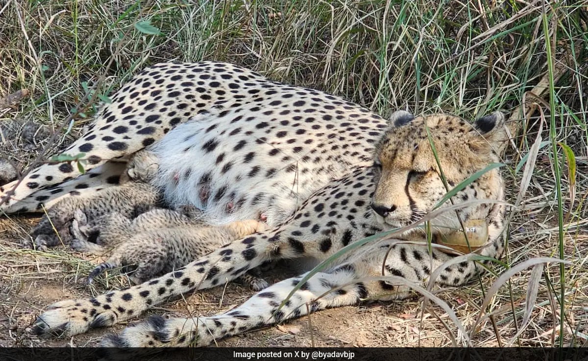 Kuno National Park: South African Cheetah 'Gamini' Gives Birth To 3 ...
