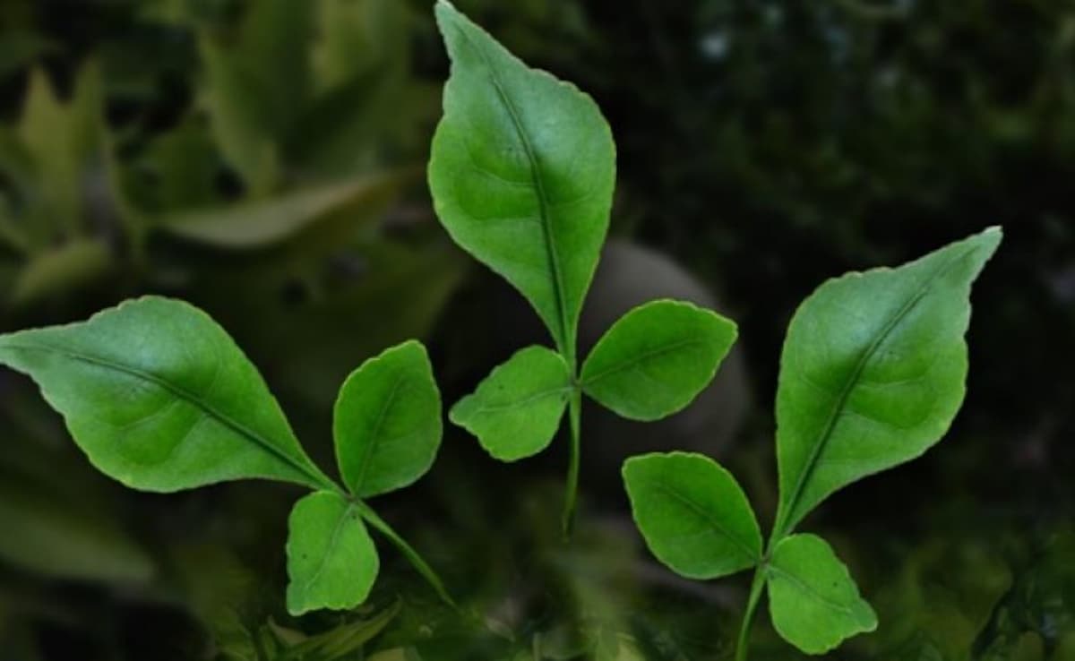 10 Powerful Health Benefits Of Bel Leaves You Need to Know
