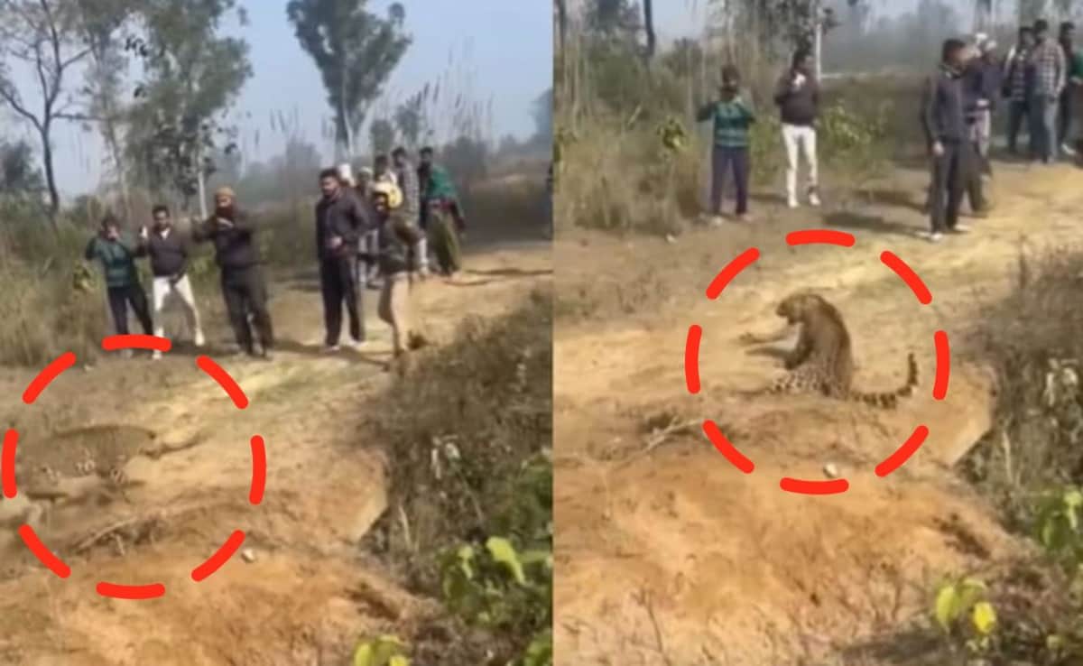 leopard attacks on forest officer during wildlife operation leopard ...