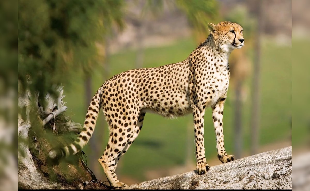 Kuno National Park Cheetah: MP के कूनो में बोत्सवाना से आ रहे 8 चीते ...