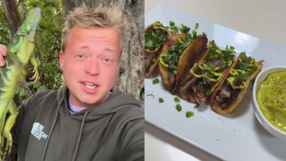 Will You Eat Lizard Tacos? Florida Mans Shocking Iguana Recipe Is A ...