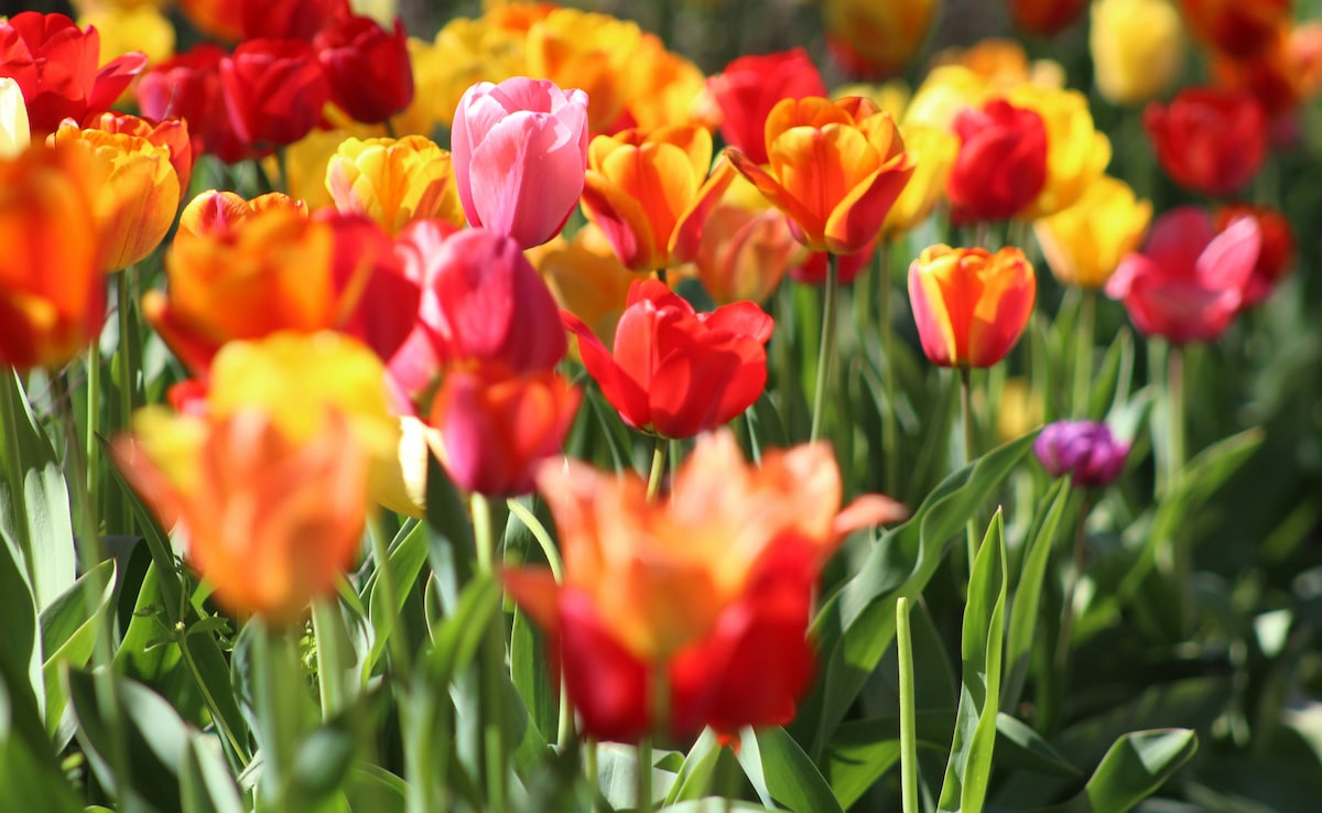Tulip Festival In Delhi: Why It's A Must-Visit For Tourists