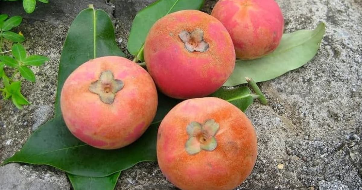 Amazing Health Benefits Velvet Apple