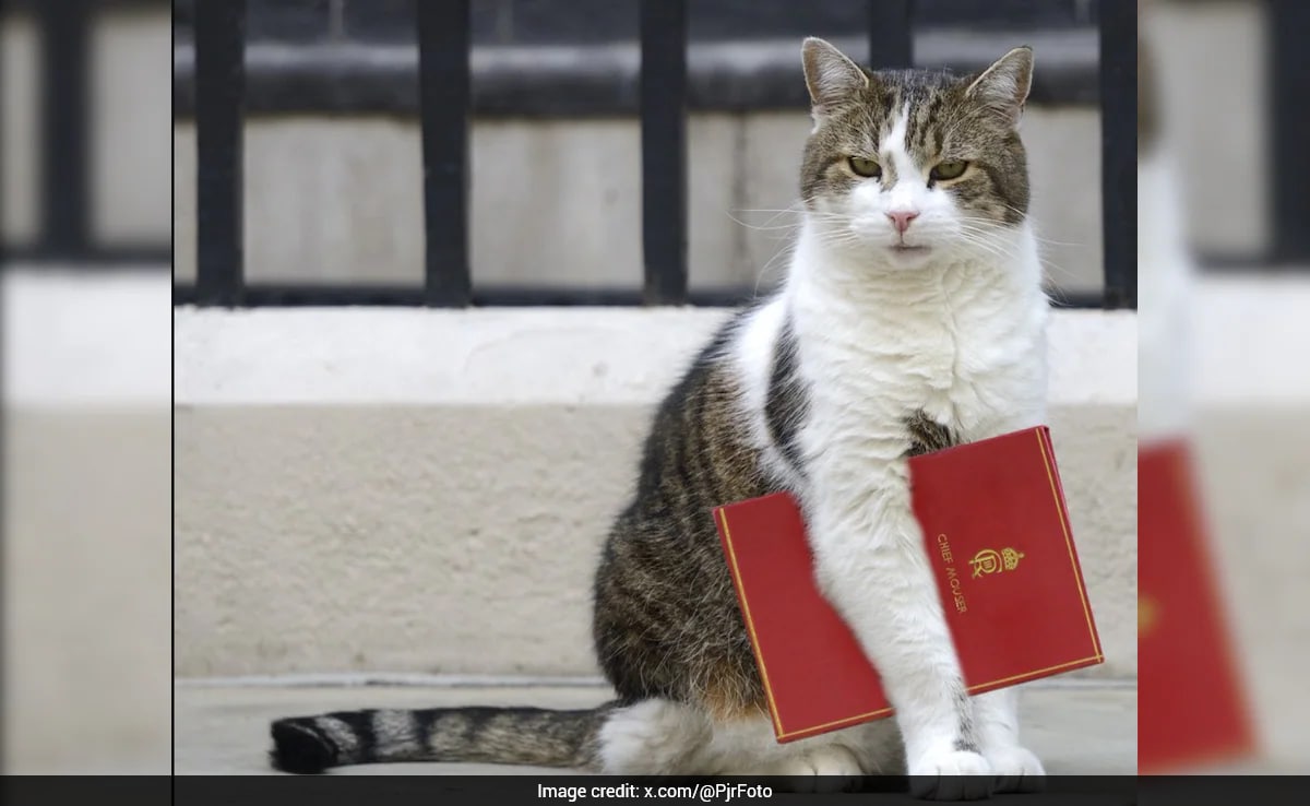 Larry The Cat: 15 Years Of Purr-litical Influence In United Kingdom ...