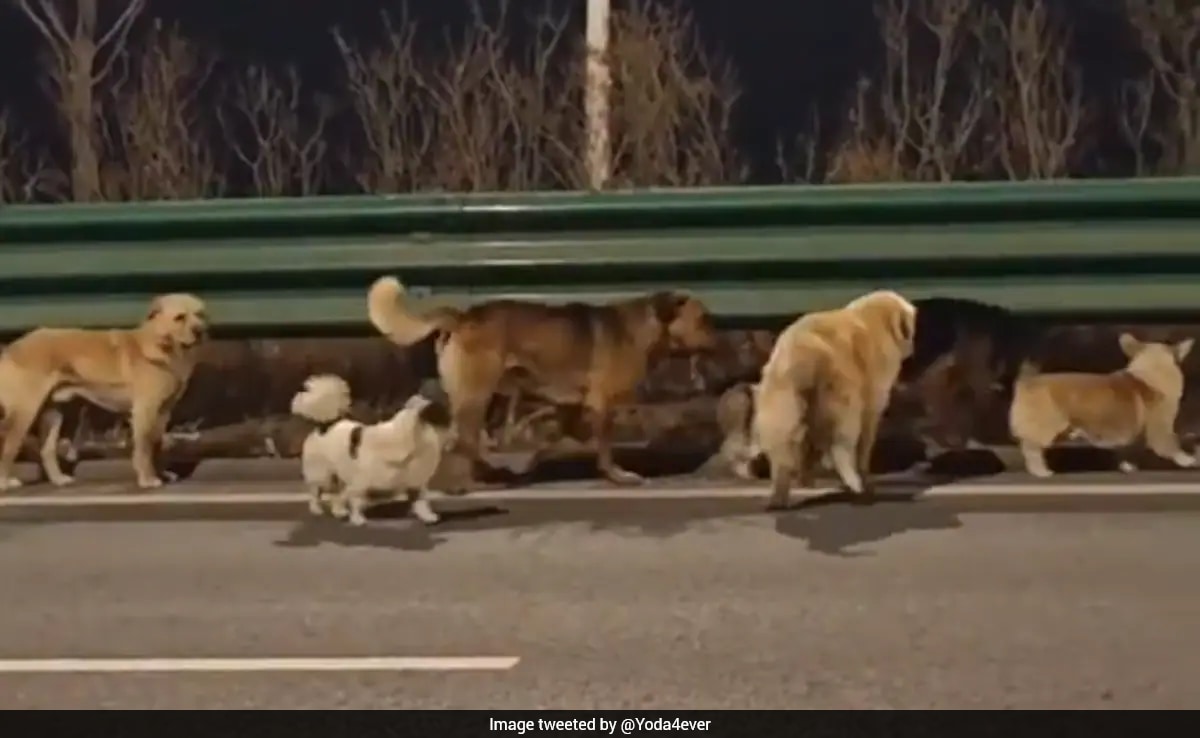 China's Viral '7 Stolen Dogs' Story Turns Out To Be Fake. Here's What ...