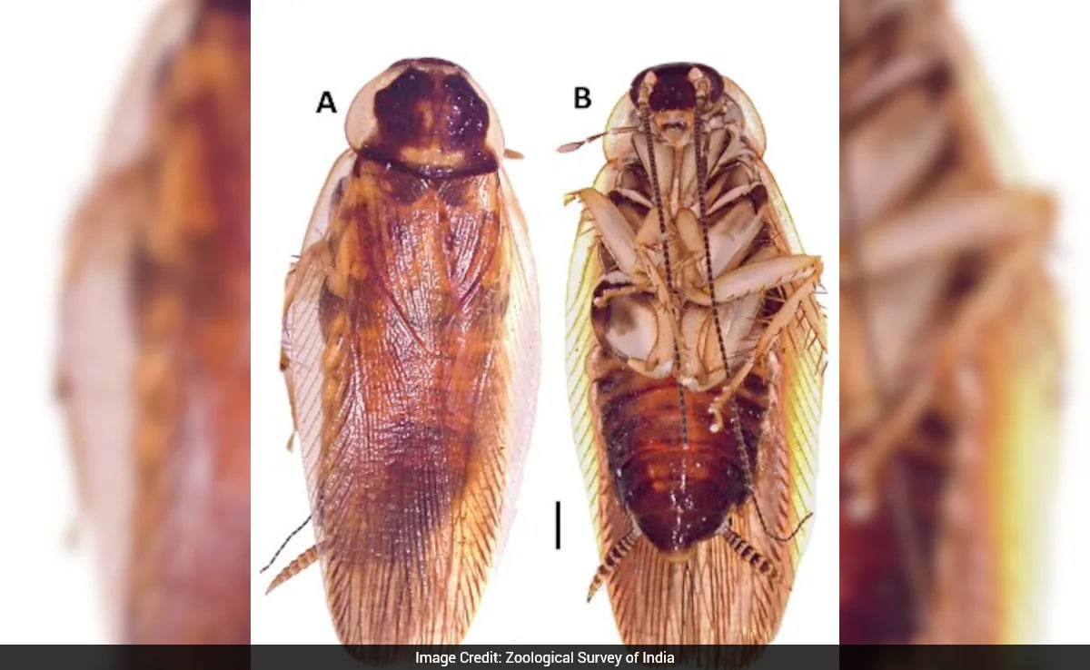 New Cockroach Species Found In Maharashtra Using Modern DNA Tech