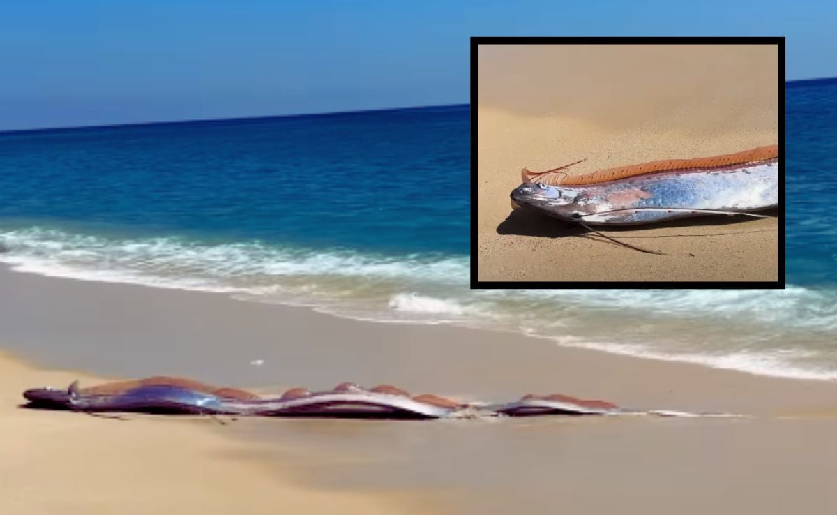 The Oarfish or Doomsday Fish this fish is heightening global anxiety ...