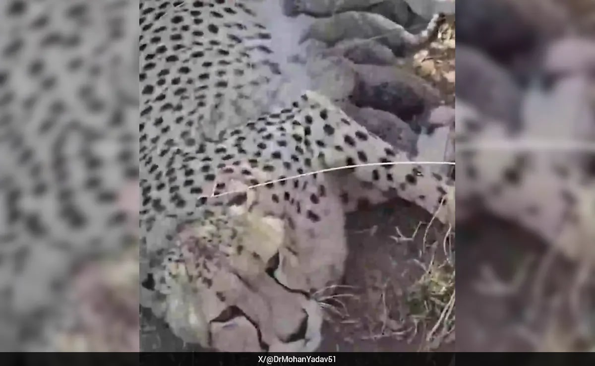Namibian Cheetah Gives Birth To 5 Cubs At Madhya Pradesh's Kuno Park ...