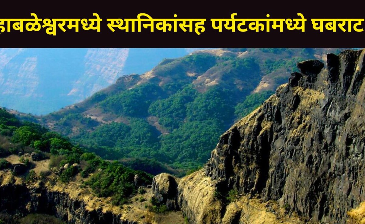 two gaur spotted in mahabaleshwar indian bison fight gava wild animal ...