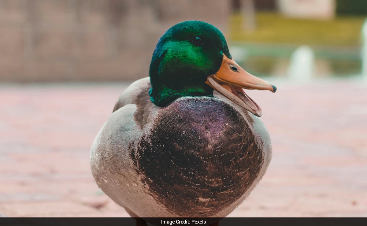 Man Finds Gold Worth Lakhs Inside Duck's Stomach In China