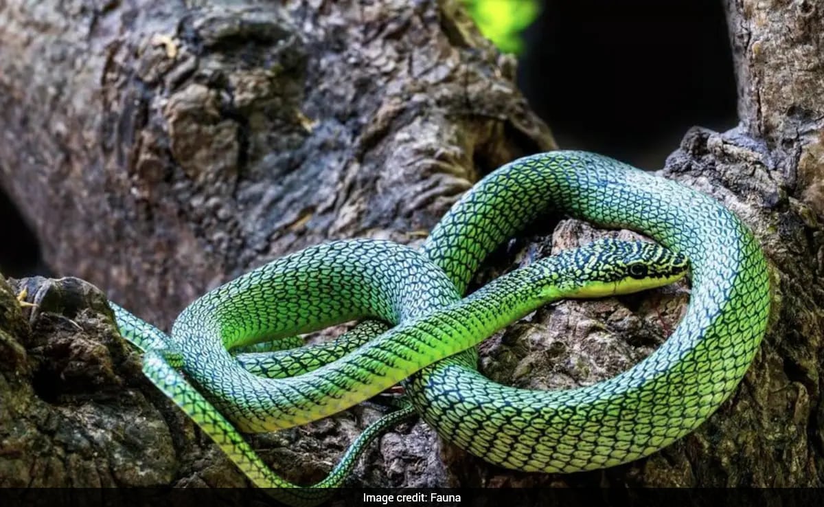 Flying Snake, Tiny Snails Among Rare Species Found In Cambodia's Hidden ...