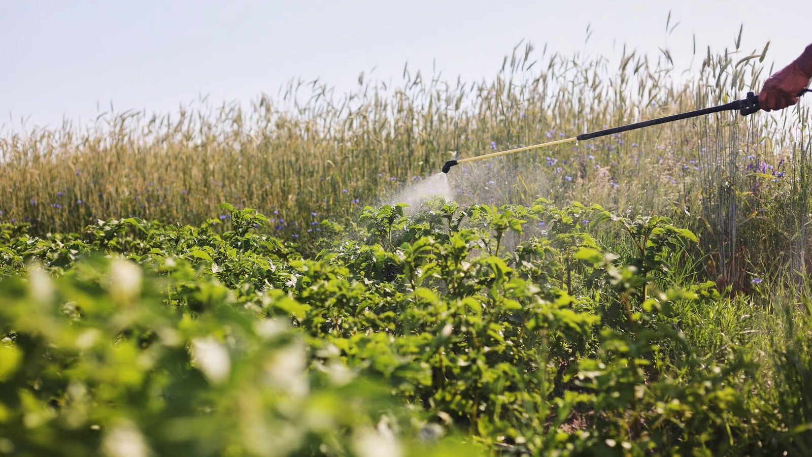 Fertiliser Stocks Rally As Ministry Seeks 100% Hike In Subsidy Budget ...