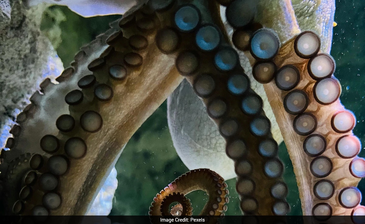 Study Reveals 62-Foot Giant Octopuses Were Apex Predators Of Ancient Seas