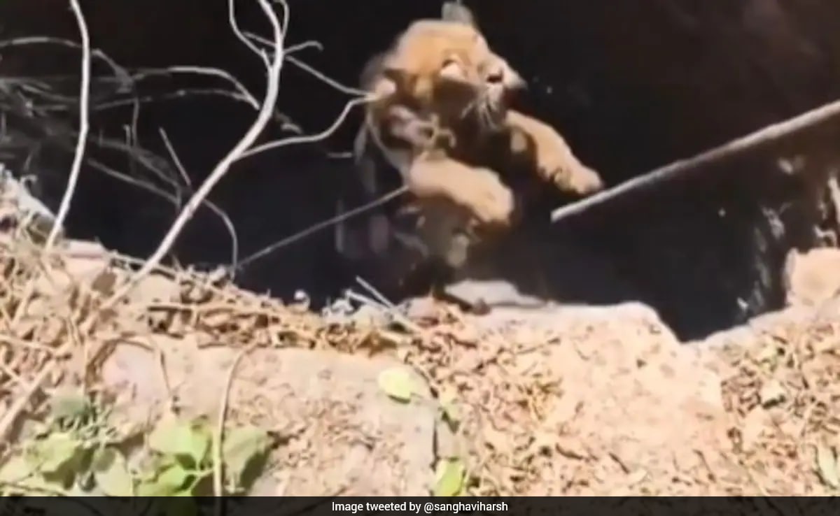 Video: Lion Rescued From 15-Foot Well in Gujarat After Dramatic Hour ...