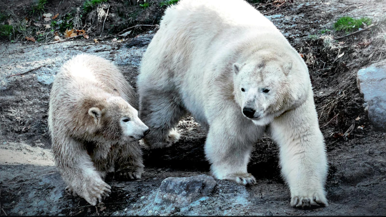 Norway Reports Europe S 1st Case Of Bird Flu In A Polar Bear