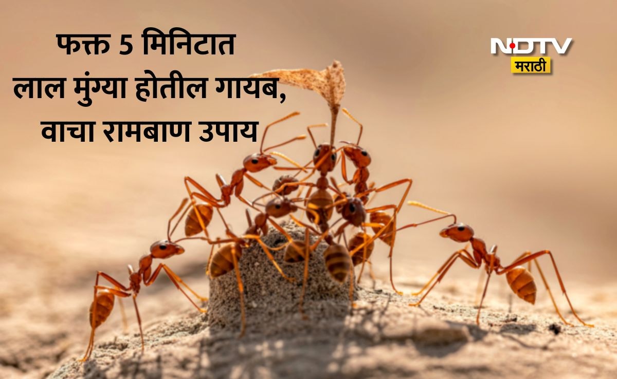 how to get rid of red ants at home naturally follow 3 easy remedies