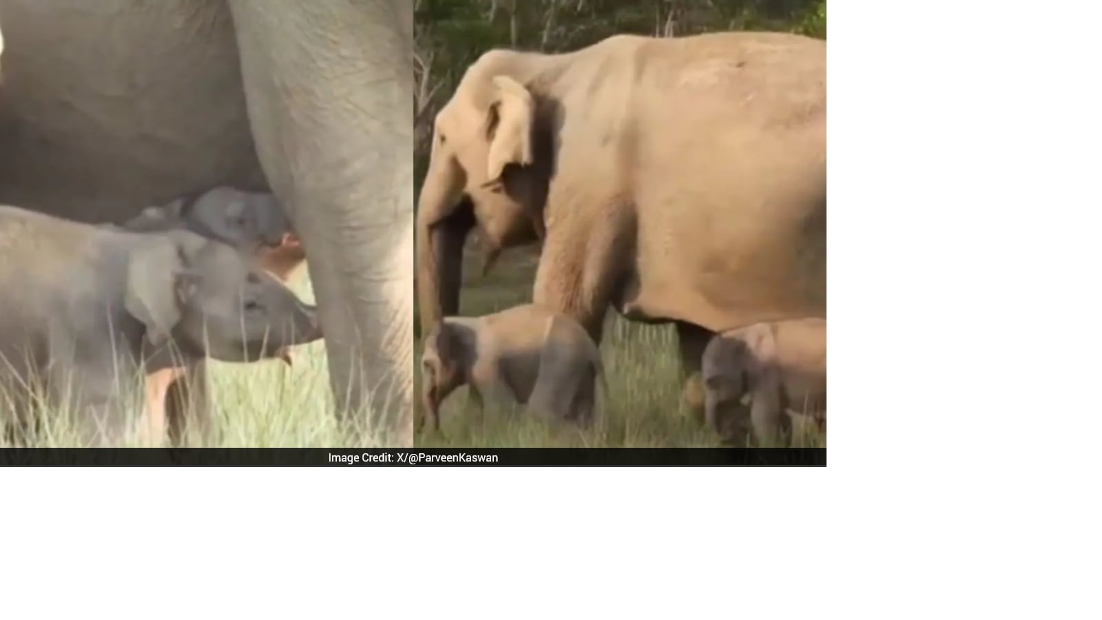 Watch: Mother Elephant With Her Rare Twin Calves Spotted In Jim Corbett ...