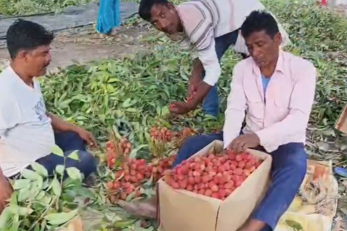 मौसम की मार से मुजफ्फरपुर के लीची किसान परेशान, 70 प्रतिशत गिरा उत्पादन ...