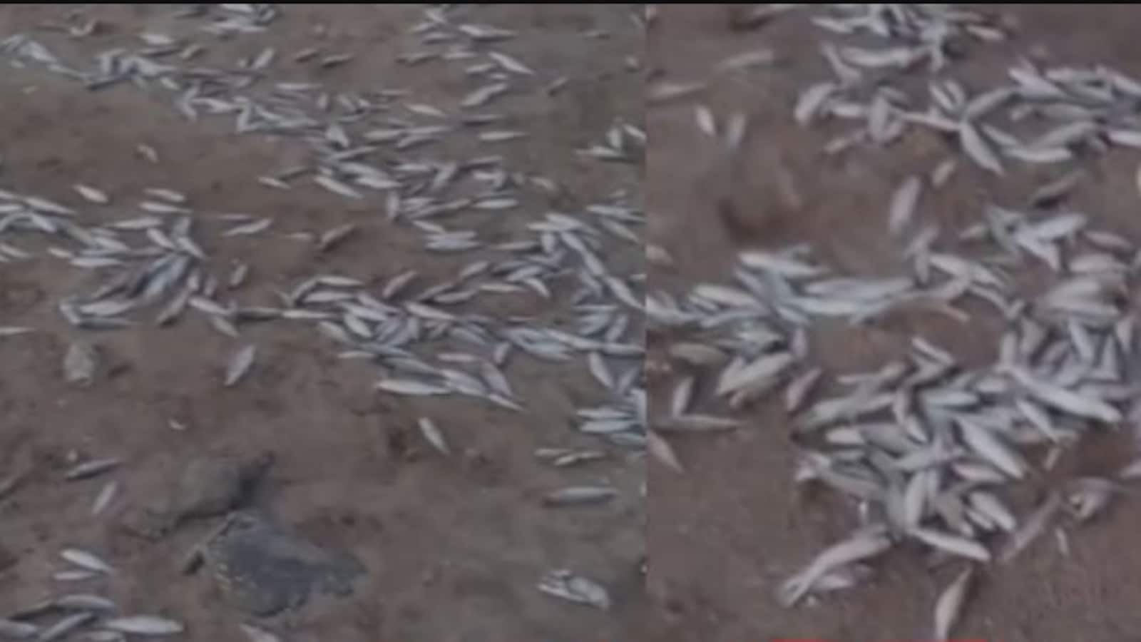 Palghar: Thousands Of Dead Fish Found In Satpati-Murbe Creek
