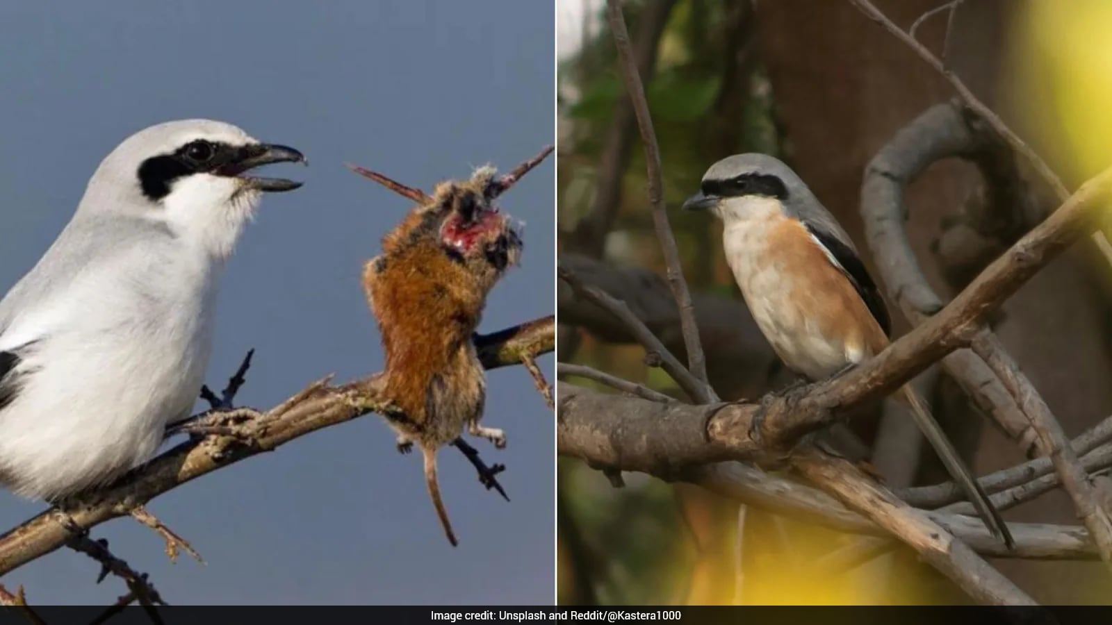 Meet Shrike, The 'Butcher Bird' That Impales Its Prey On Thorns
