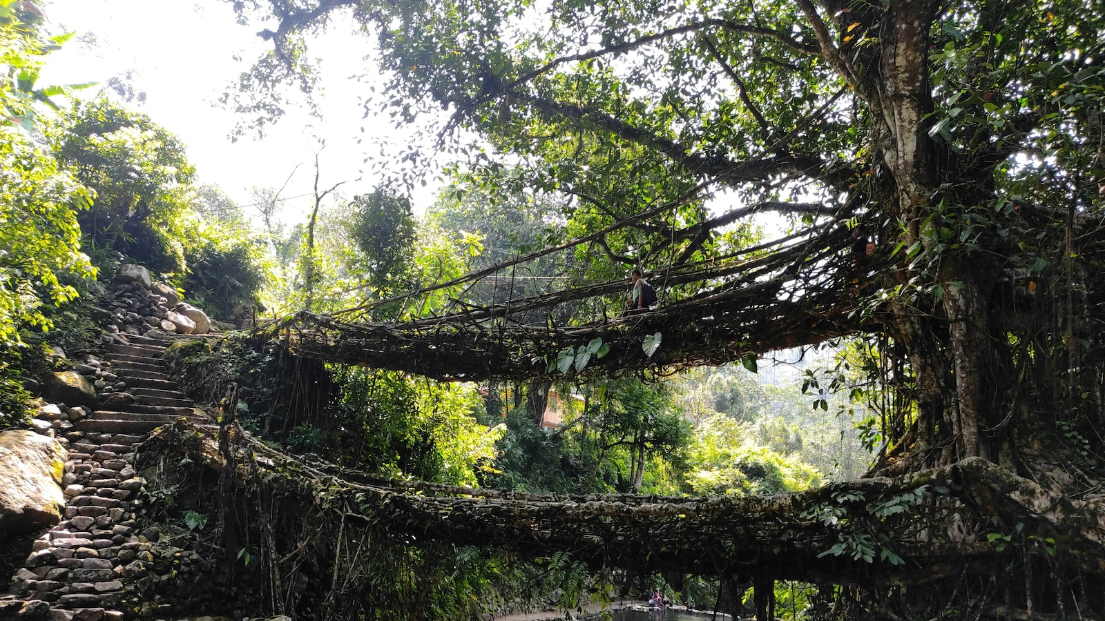In Meghalaya, Bridges Grow From Tree Roots And You Can Walk On Them