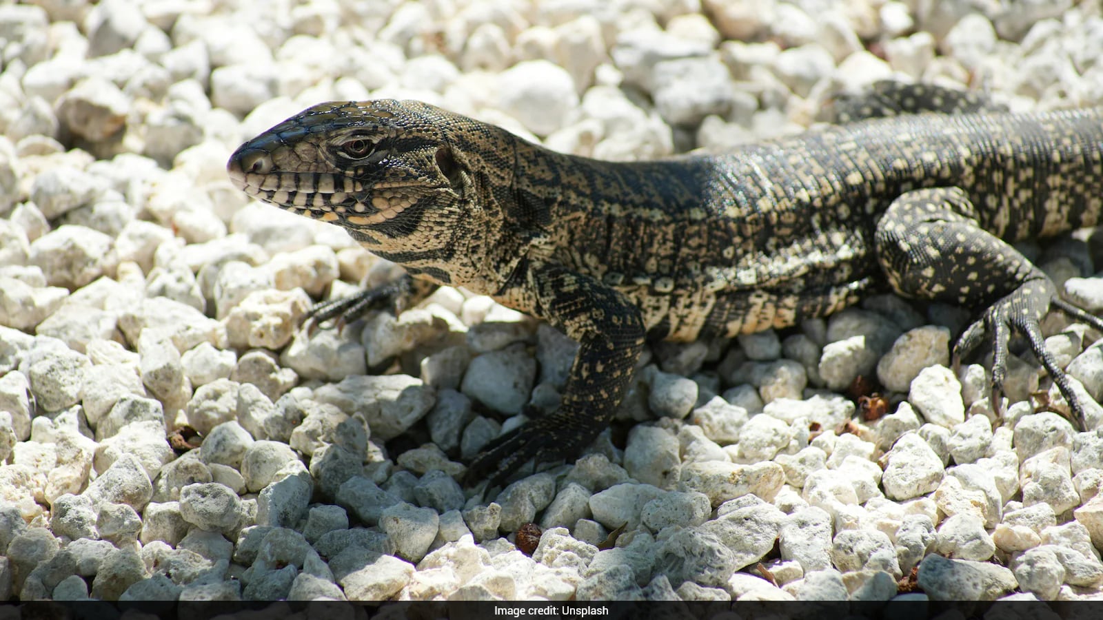 US Wildlife Officials Ask Residents To Help Stop Invasive 4-Foot Tegu ...