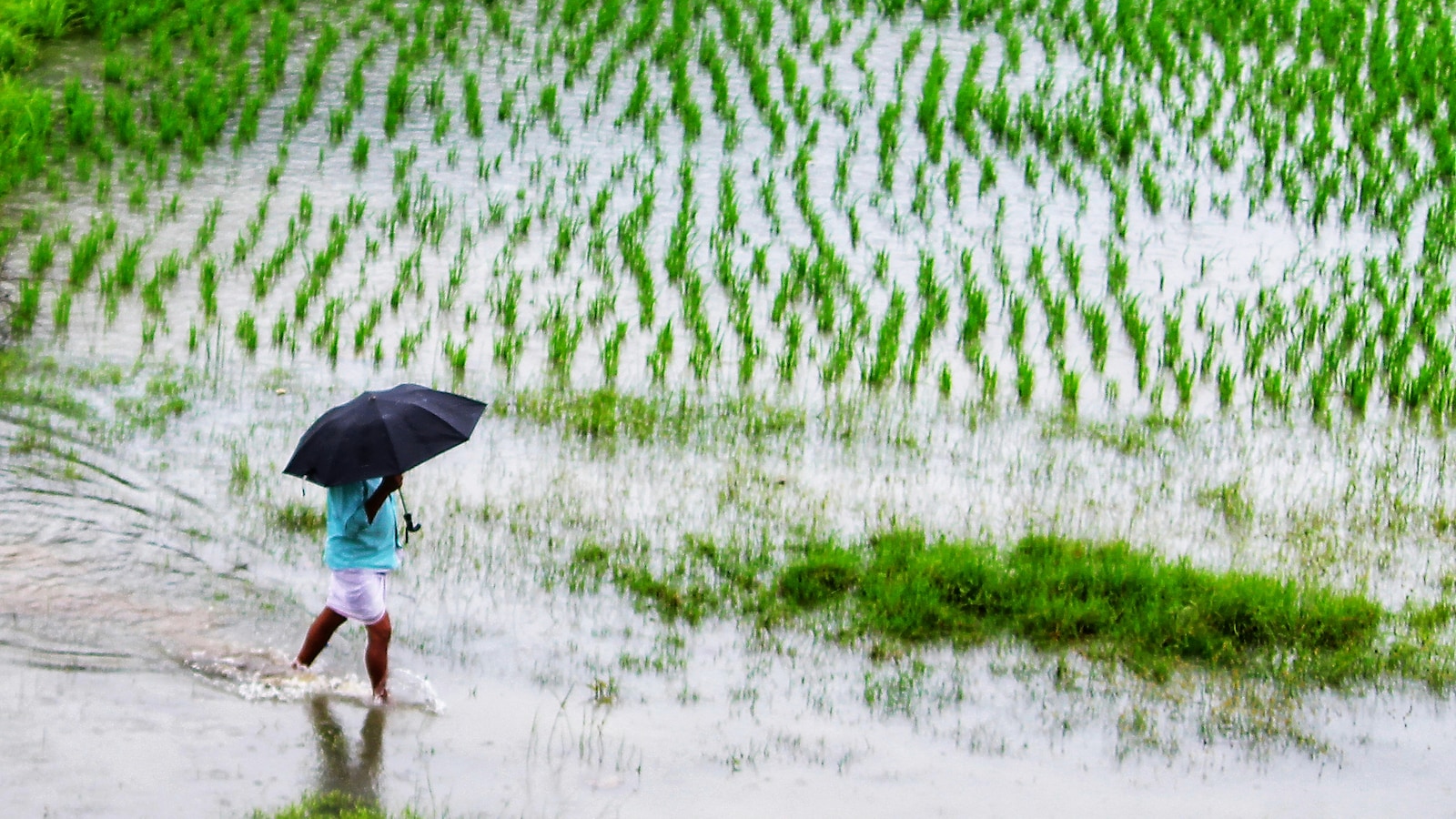 Rainfall Deficit Widens Across Western, Central India In Early Monsoon ...