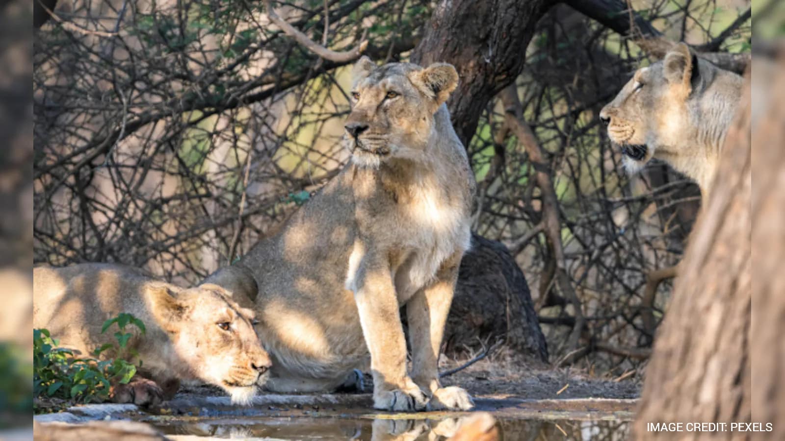 8 Asiatic Lion Cubs Died Due To Heat, Not Babesia Infection In Gir ...