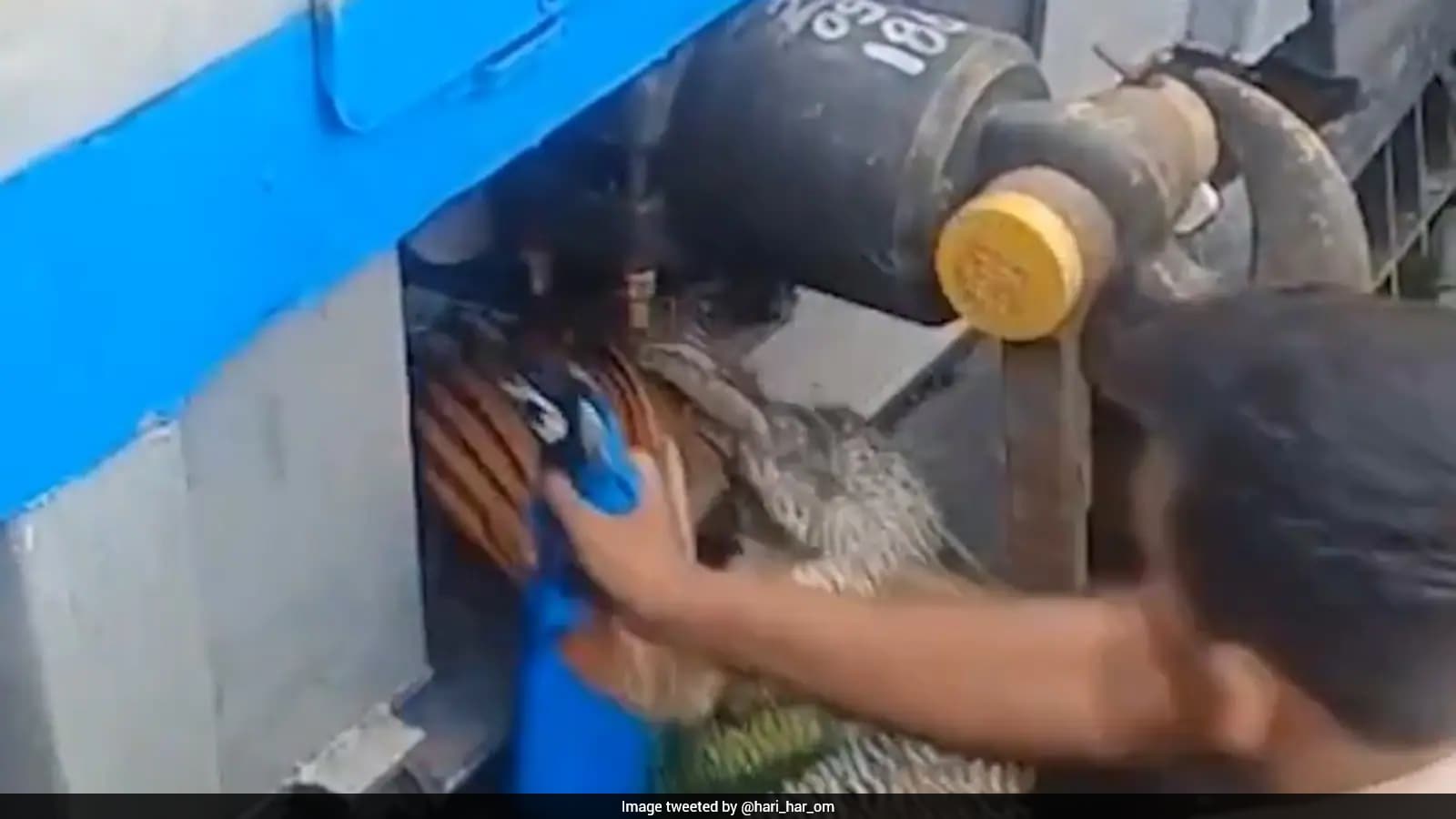 Watch: Peacock Trapped Inside Train Engine Rescued By Railway Staff In ...