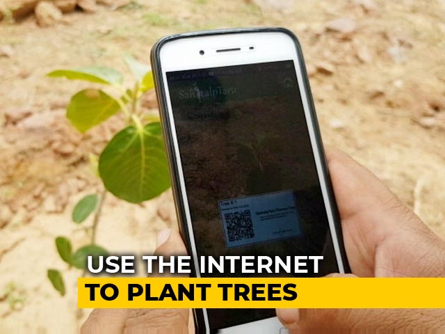 This NGO Helps People Plant Trees Virtually