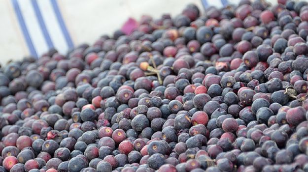 Why You Should Eat More Purple Fruits And Vegetables 35 Purple Fruits