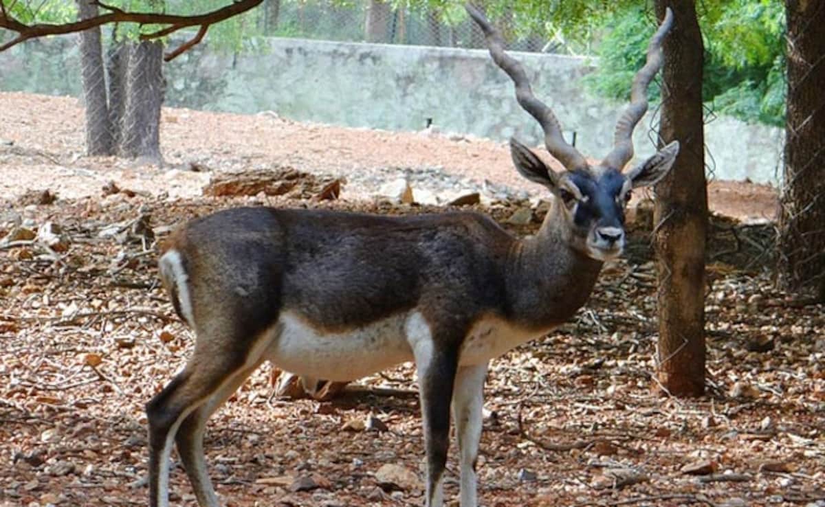 Bacterial Infection Kills 31 Blackbucks At Karnataka Zoo, Probe Ordered