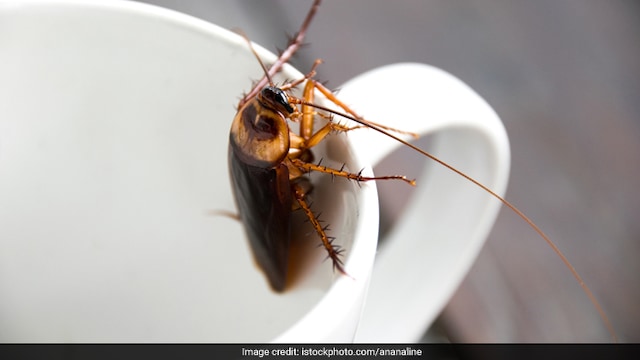 Cockroach Milk: Yes! Cockroach Milk Is A Superfood Beneficial For ...