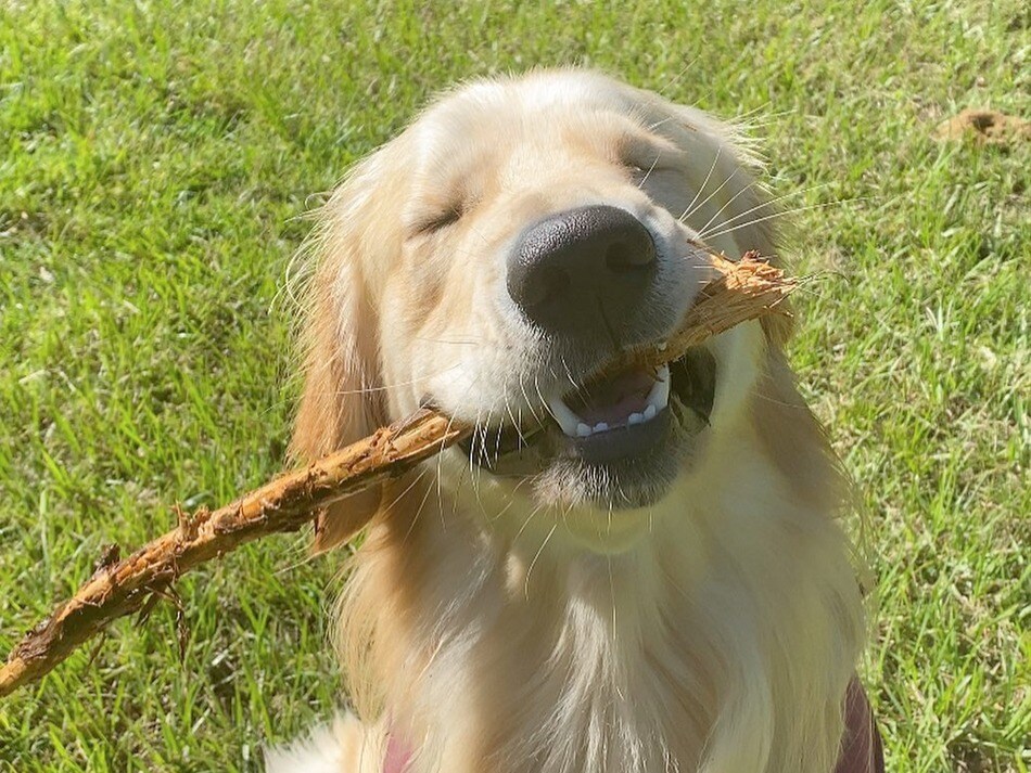 Meet Chili, The Chill Dog