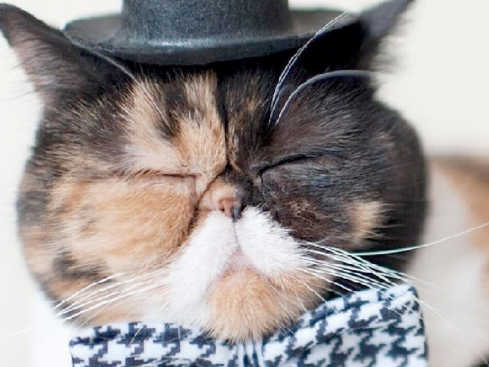 Meet Pudge, The Pudgy Cat