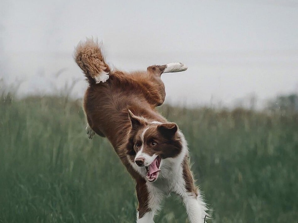 It's A Bird. It's A Plane. It's A Flying Dog!