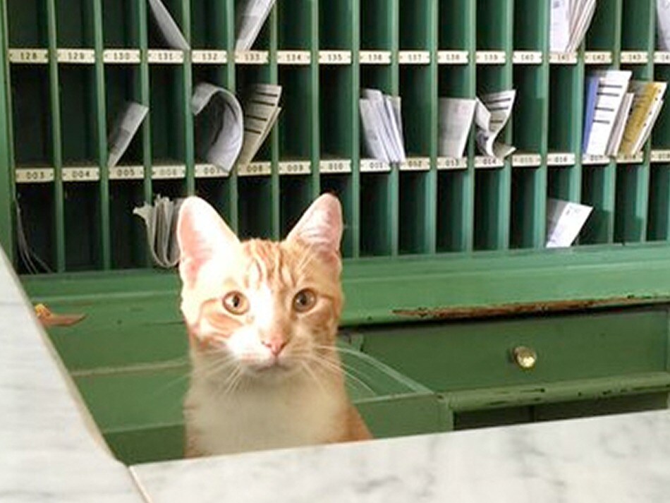 Have No Fear, 'Cats With Jobs' Are Here