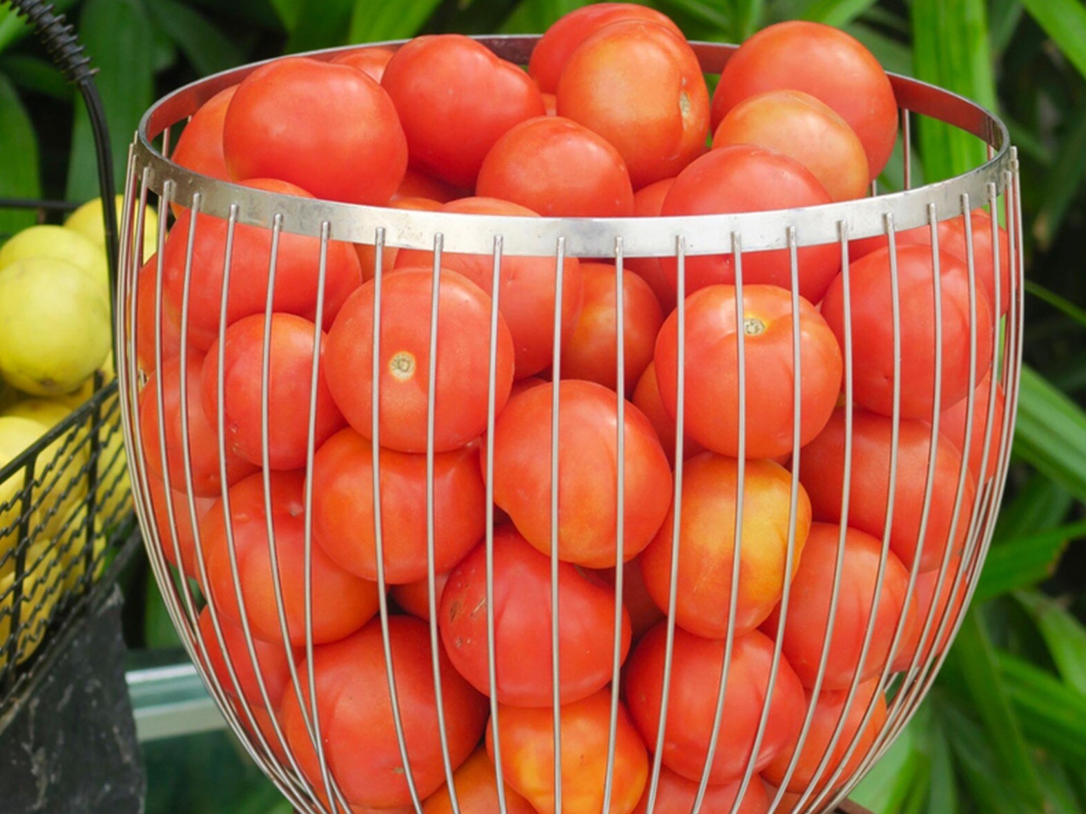 Tomato Eating Benefits: इन 7 लोगों को जरूर खाना चाहिए टमाटर