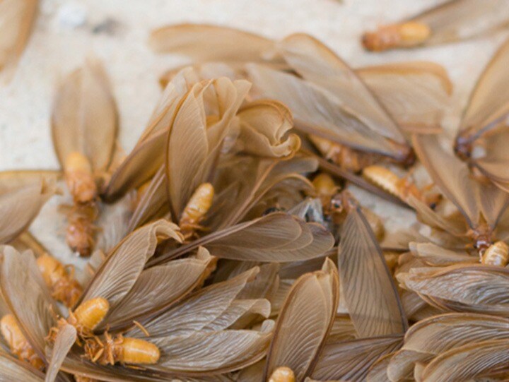 बरसात के कीड़े भगाने के लिए करें ये काम