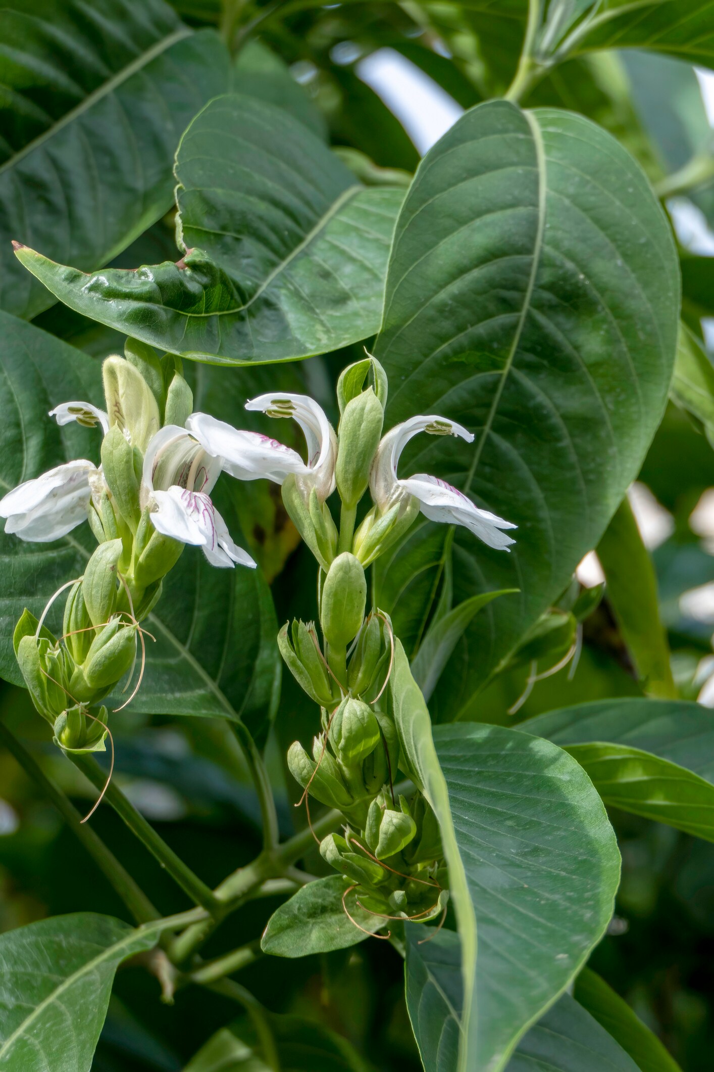 Home care: क्‍या होता है Vasa plant, जानिए इसके फायदे